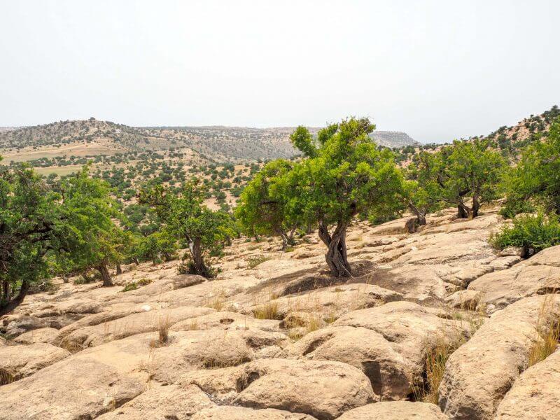 Why are Argan Trees so Important? | Tayyu Hiking Taghazout