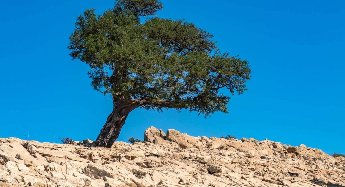 Why are Argan Trees so Important? | Tayyu Hiking Taghazout
